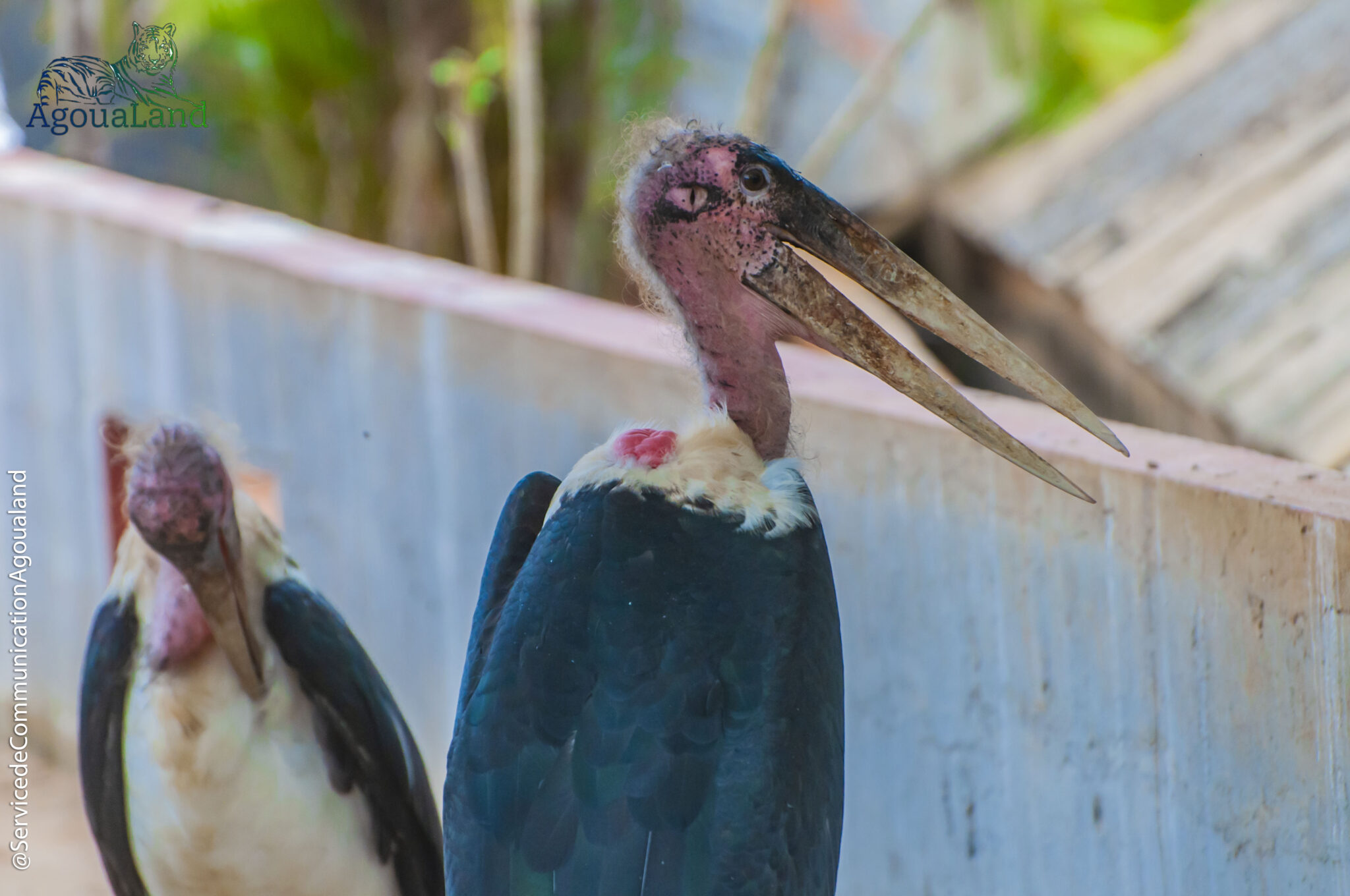 Le Zoo (zone 2) - AgouaLand